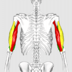 10 Best Lateral Head Tricep Exercises for Bigger, Stronger Arms