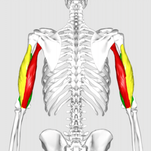10 Best Lateral Head Tricep Exercises for Bigger, Stronger Arms